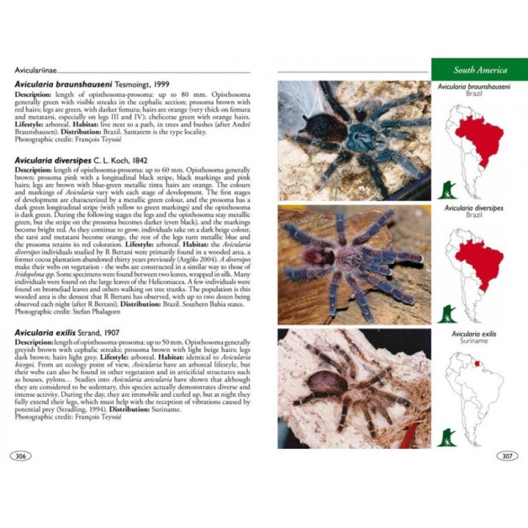 Tarantulas of the World: Theraphosidae - Nokomis