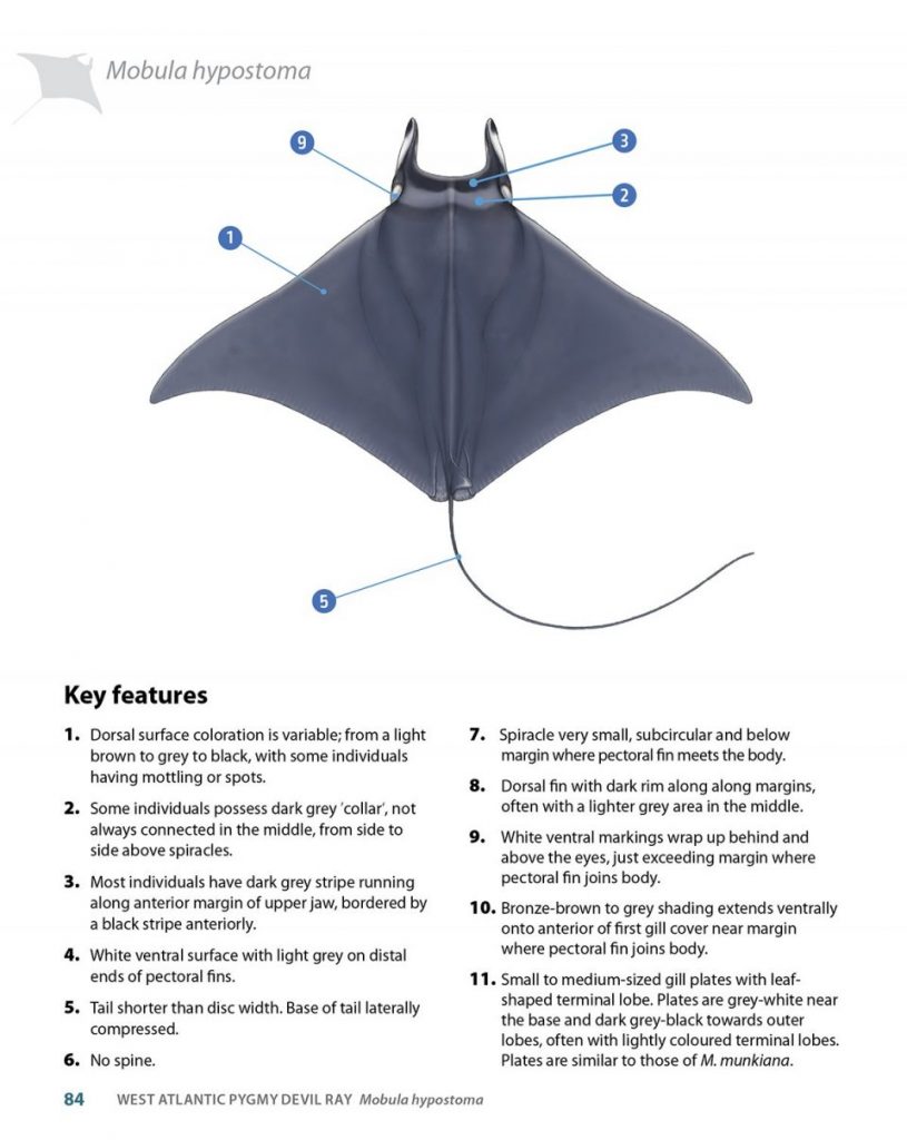 Guide to the Manta & Devil Rays of the World - Nokomis