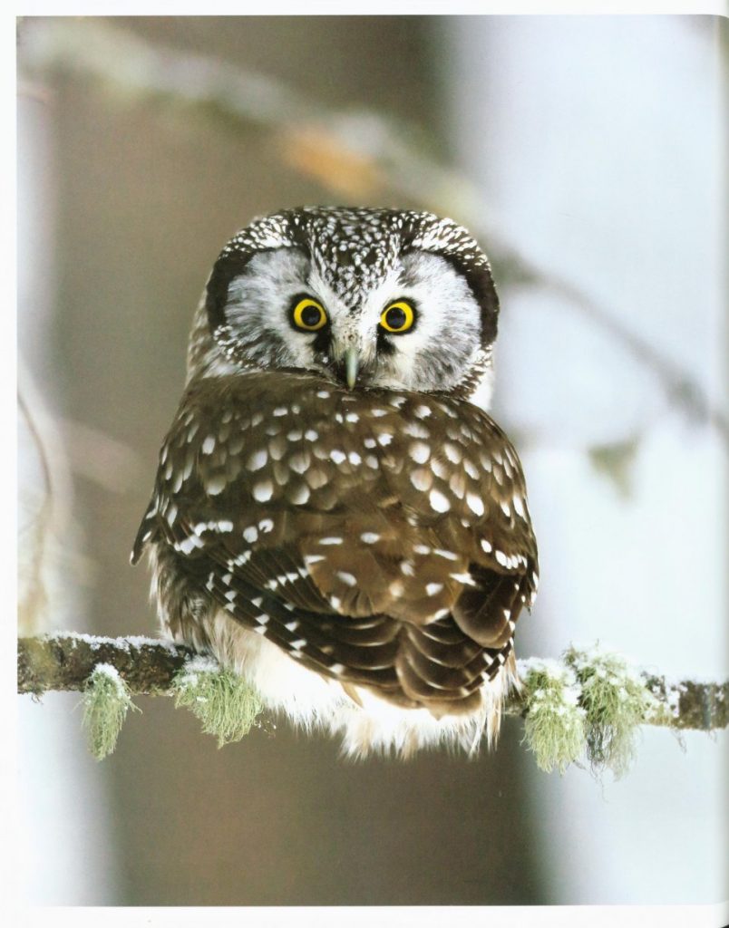 A Parliament of Owls - Nokomis