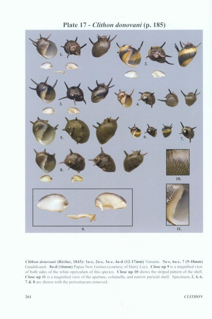 Neritidae of the World, Volume 1 - Nokomis
