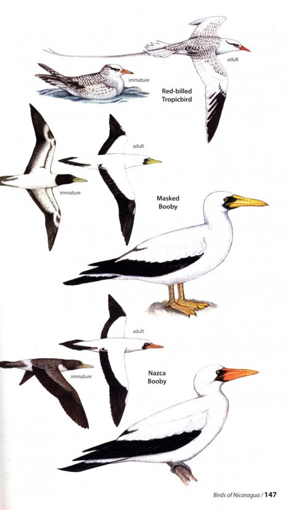Birds of Nicaragua: A Field Guide - Nokomis