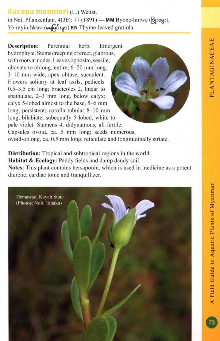 A Field Guide to Aquatic Plants of Myanmar - Nokomis
