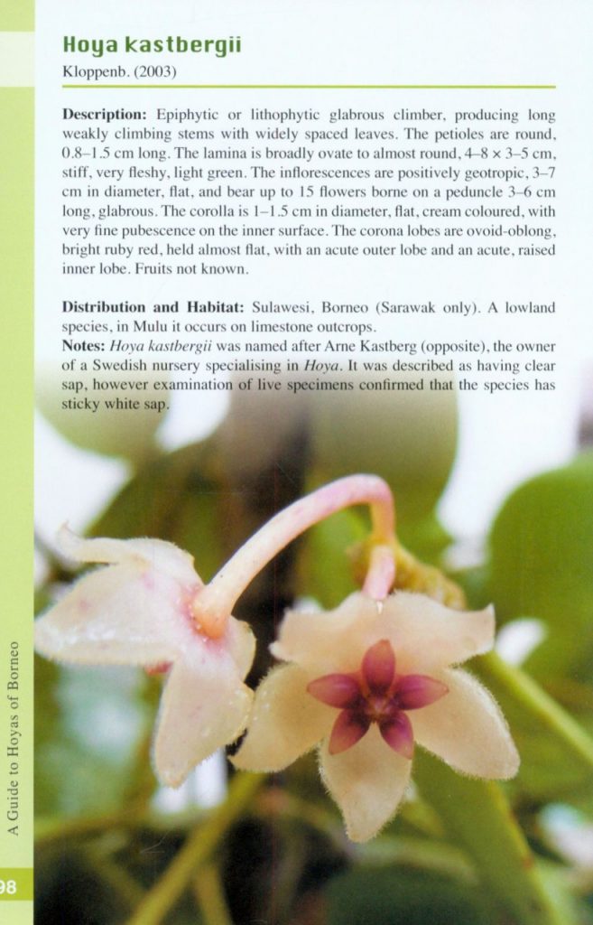 A Guide to Hoyas of Borneo - Nokomis