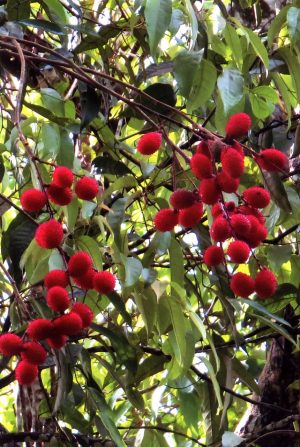 A Guide to Wild Fruits of Borneo (Second Edition) - Nokomis