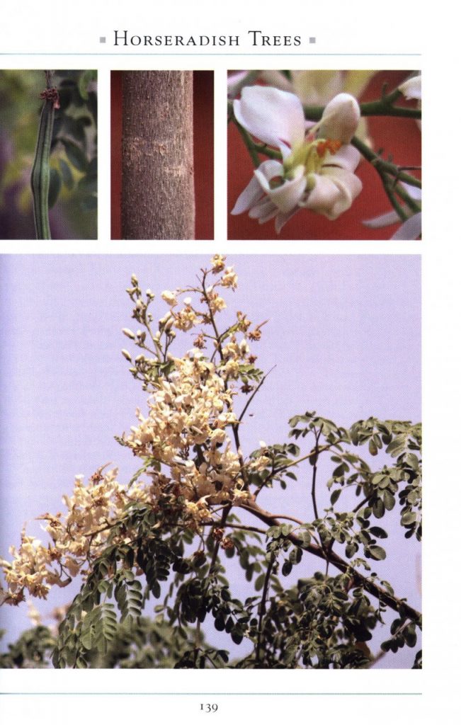 A Naturalist's Guide to the Trees of Sri Lanka - Nokomis