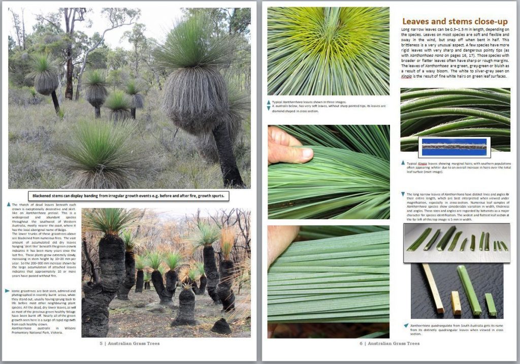 Australian Grass Trees : Xanthorrhoea and Kingia - Nokomis