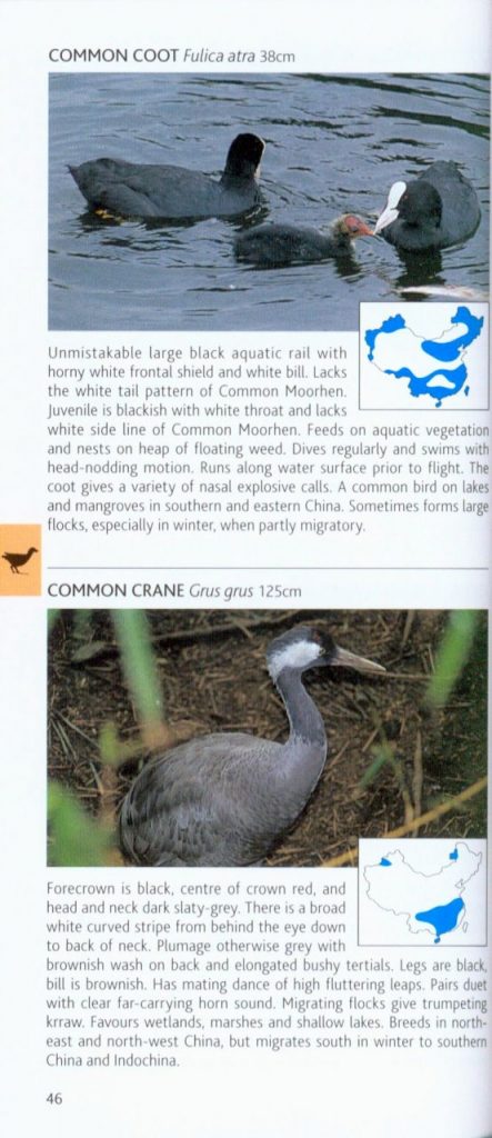 Birds of China (Pocket Photo Guide) - Nokomis