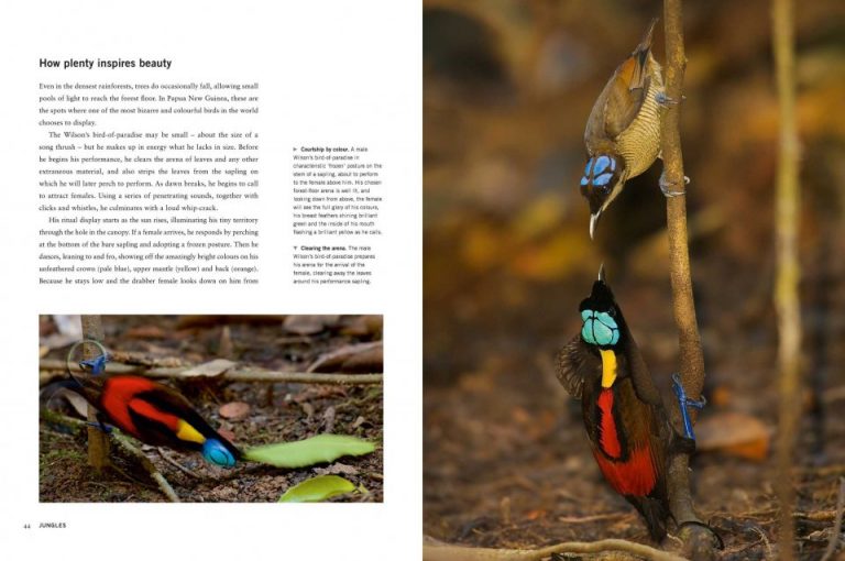 Planet Earth II: A New World Revealed - Nokomis
