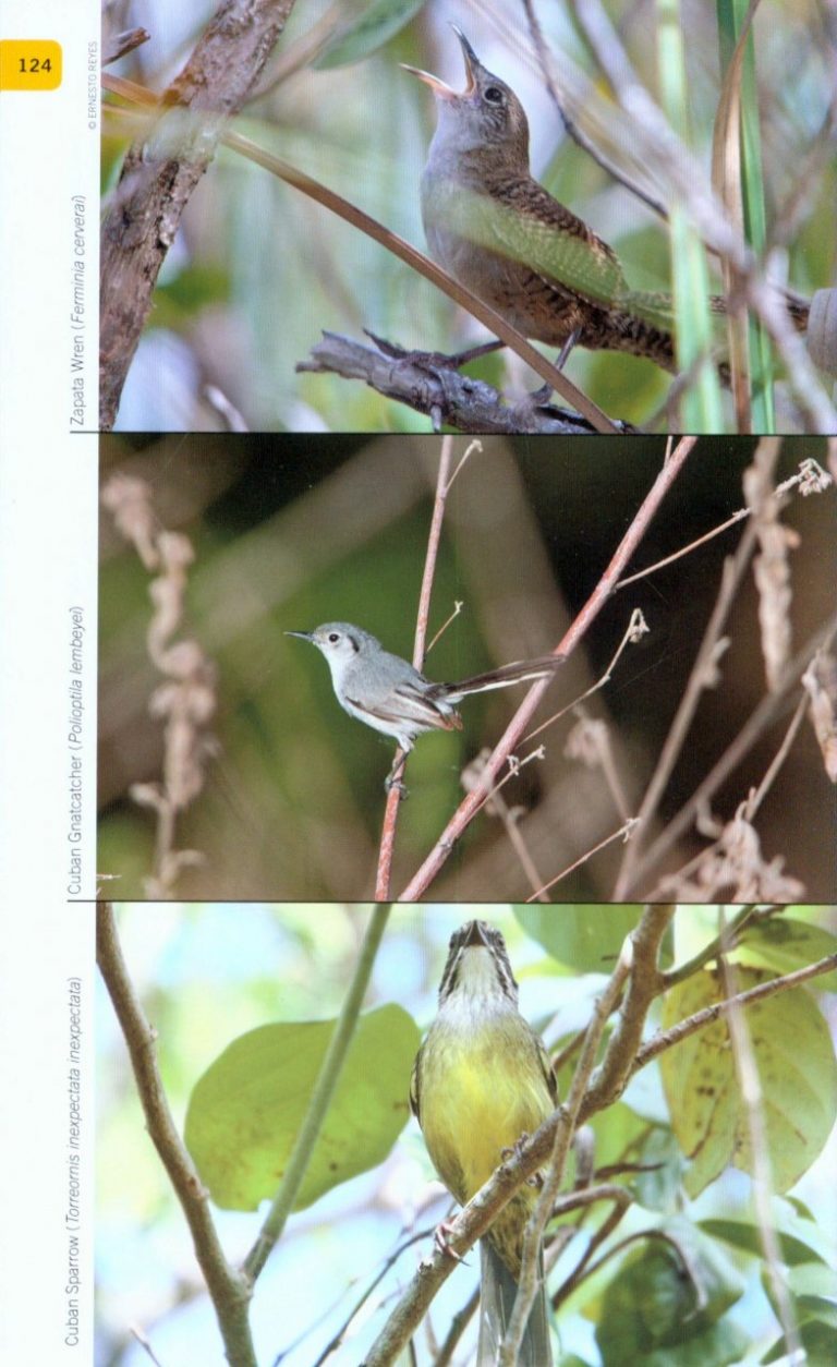 Endemic Birds of Cuba: A Comprehensive Field Guide: Including West ...