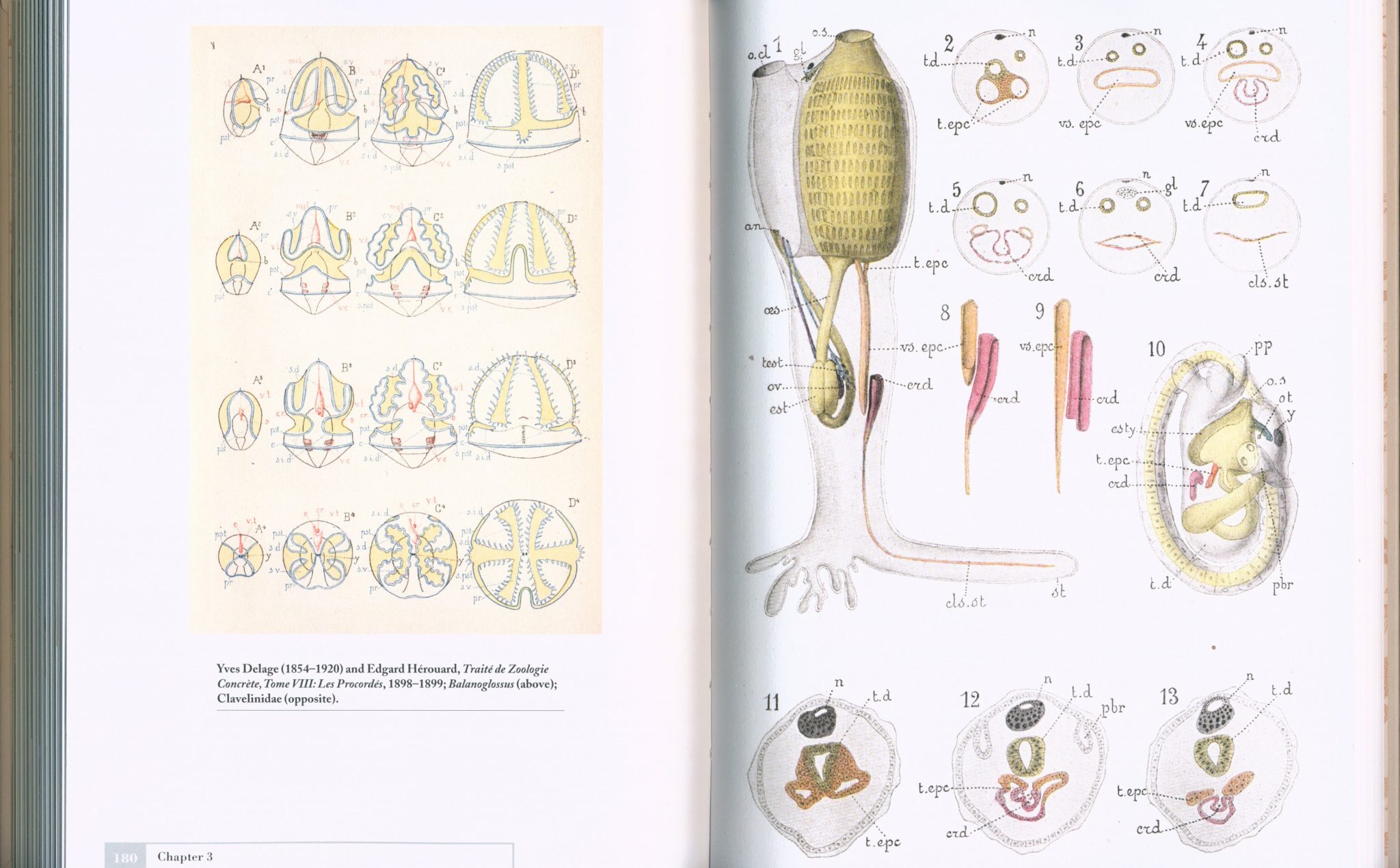 How Zoologists Organize Things: The Art of Classification - Nokomis