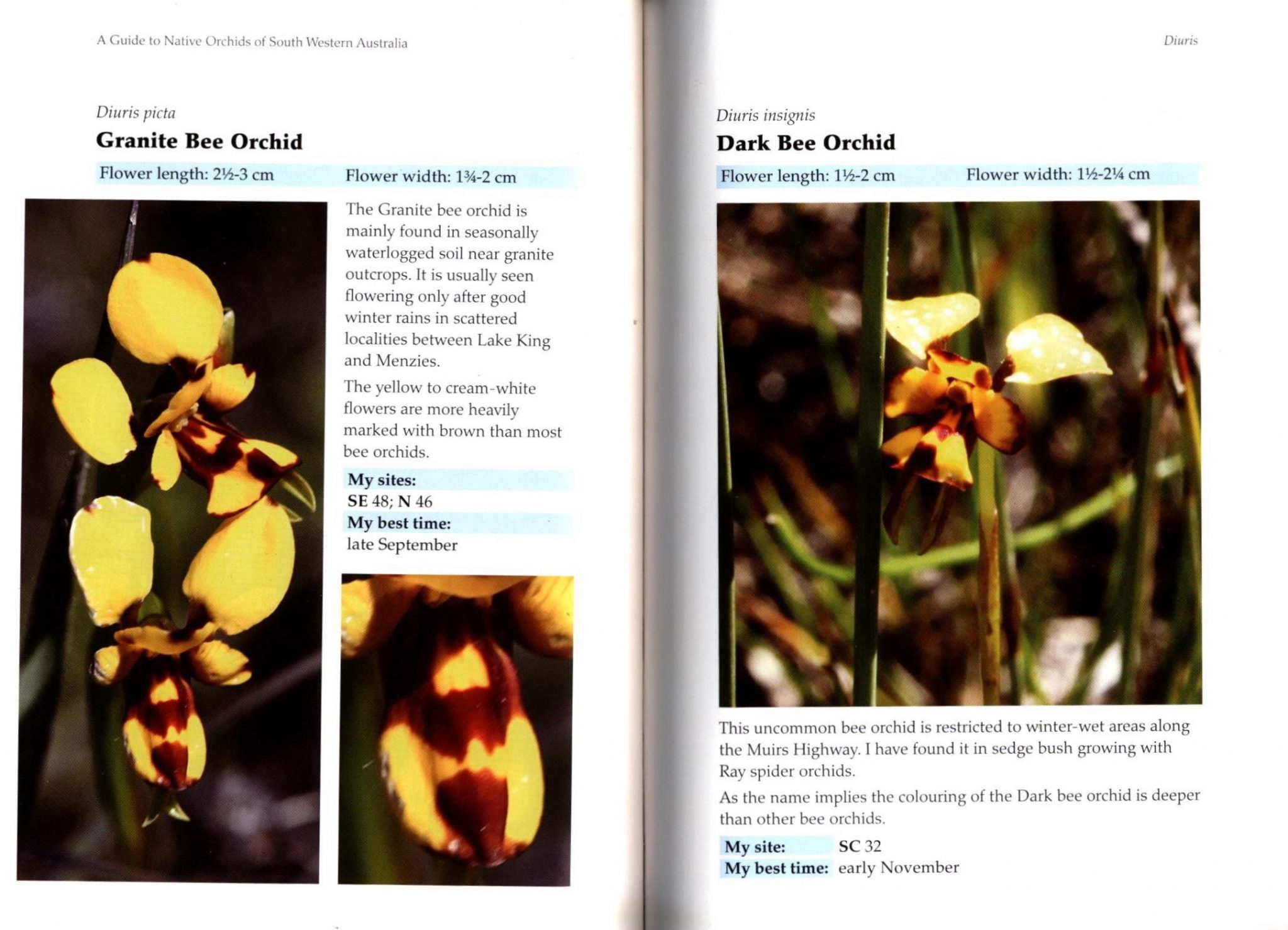 A Guide to Native Orchids of South Western Australia (Third Edition ...