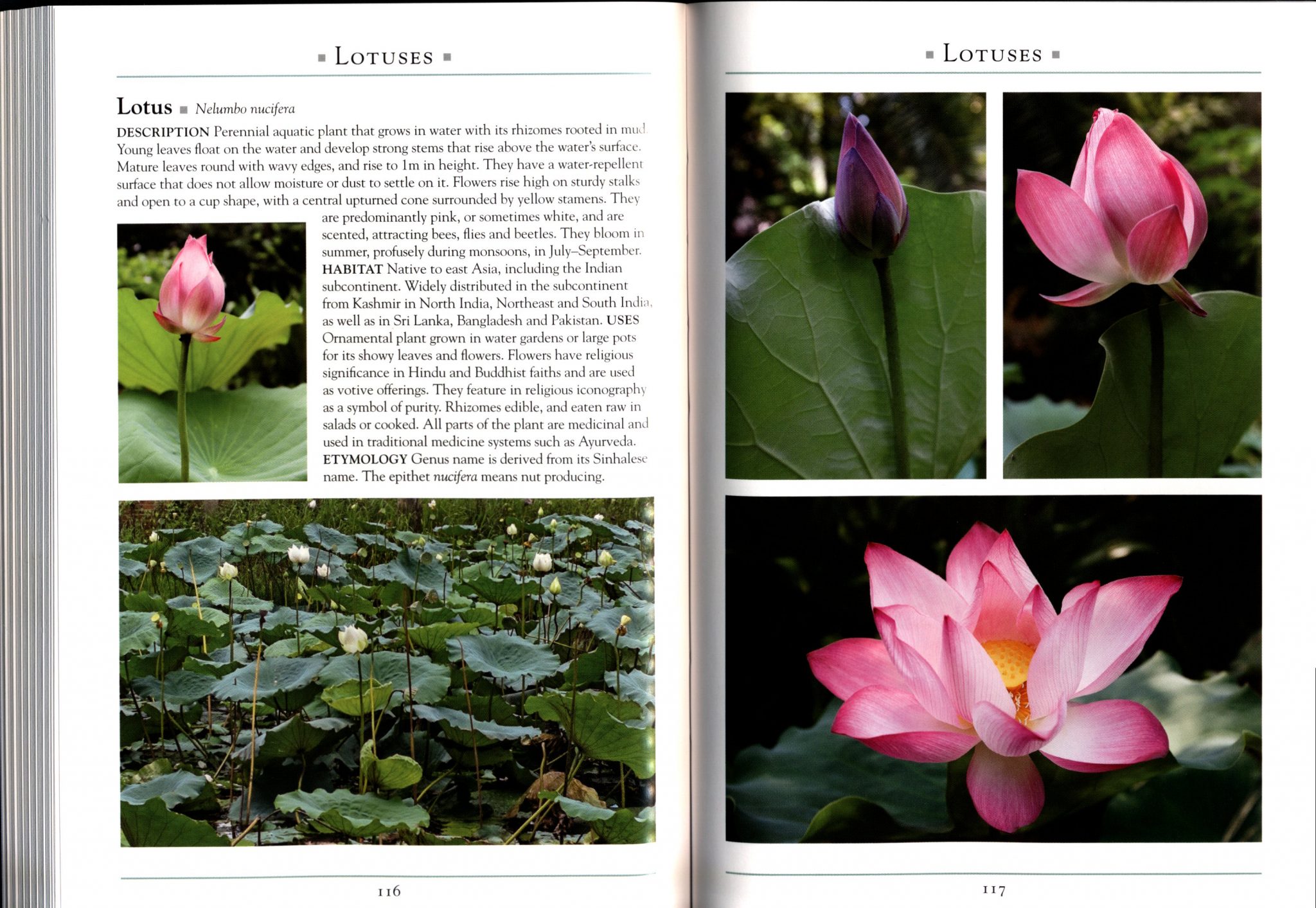 A Naturalist’s Guide to the Garden Flowers of India: Pakistan, Nepal ...