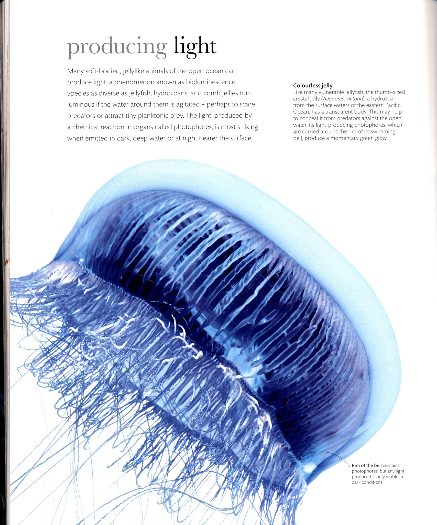 The Science of the Ocean: The Secrets of the Seas Revealed - Nokomis