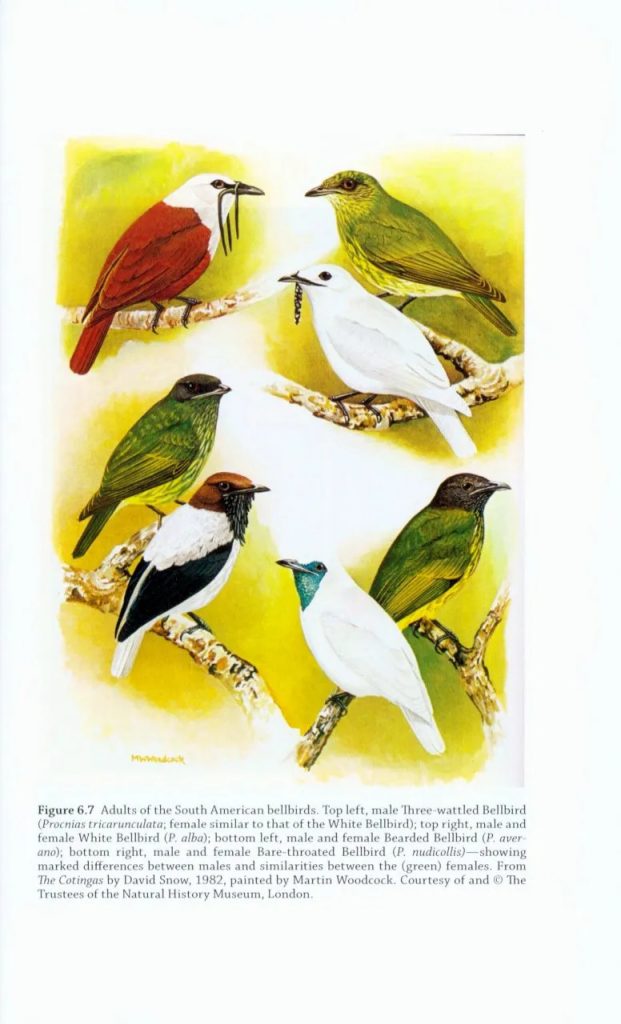 Charles Darwin's Life with Birds: His Complete Ornithology - Nokomis