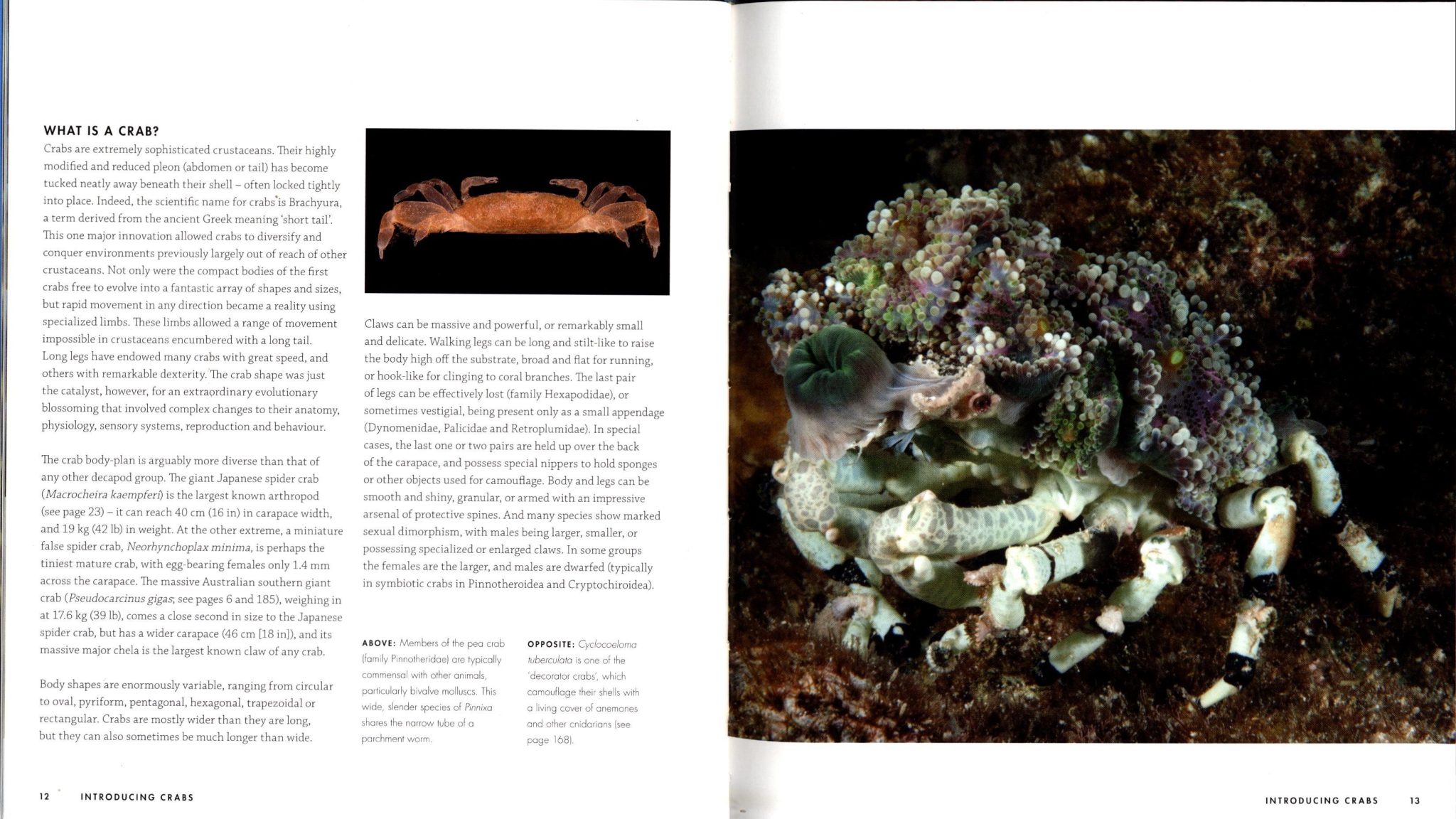 Crabs: A Global Natural History - Nokomis