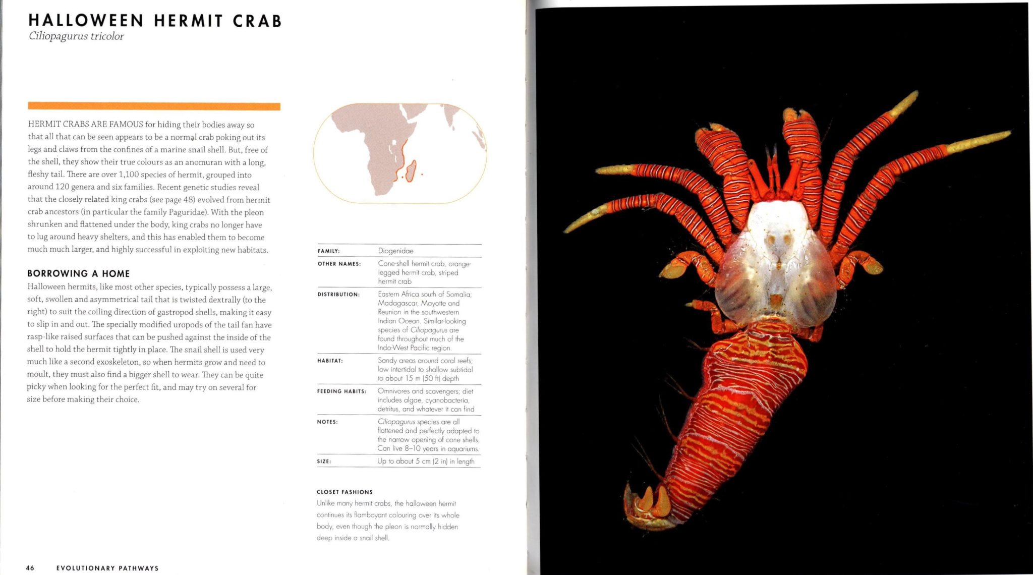 Crabs: A Global Natural History - Nokomis