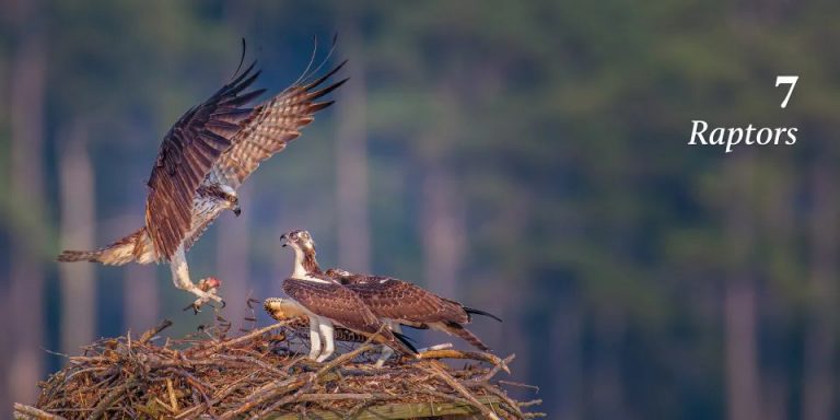 100 Flying Birds: Photographing the Mechanics of Flight - Nokomis