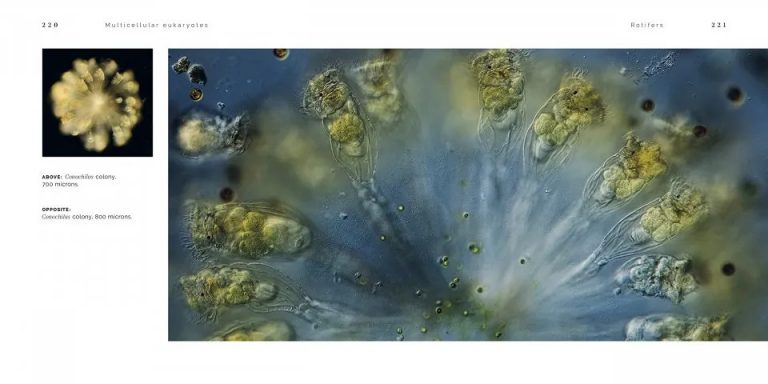 The Hidden Beauty of the Microscopic World: What the Tiniest Forms of ...