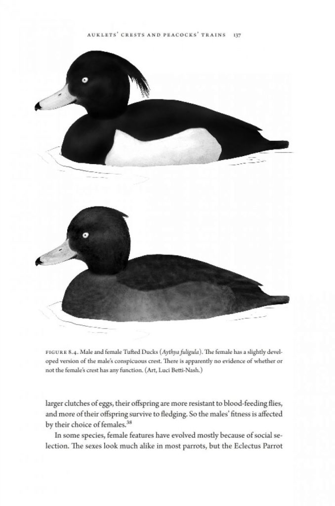 How Birds Evolve: What Science Reveals about Their Origin, Lives ...