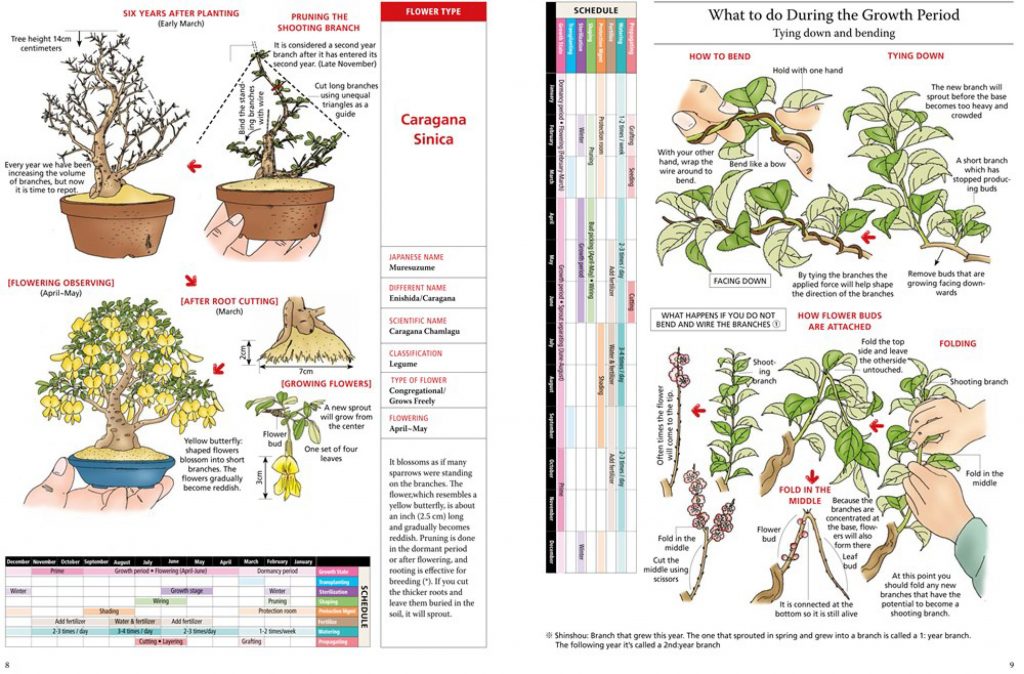Introduction to Bonsai: The Complete Illustrated Guide for Beginners ...