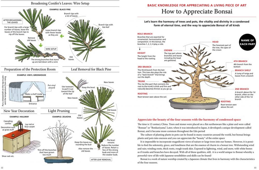 Introduction to Bonsai: The Complete Illustrated Guide for Beginners ...