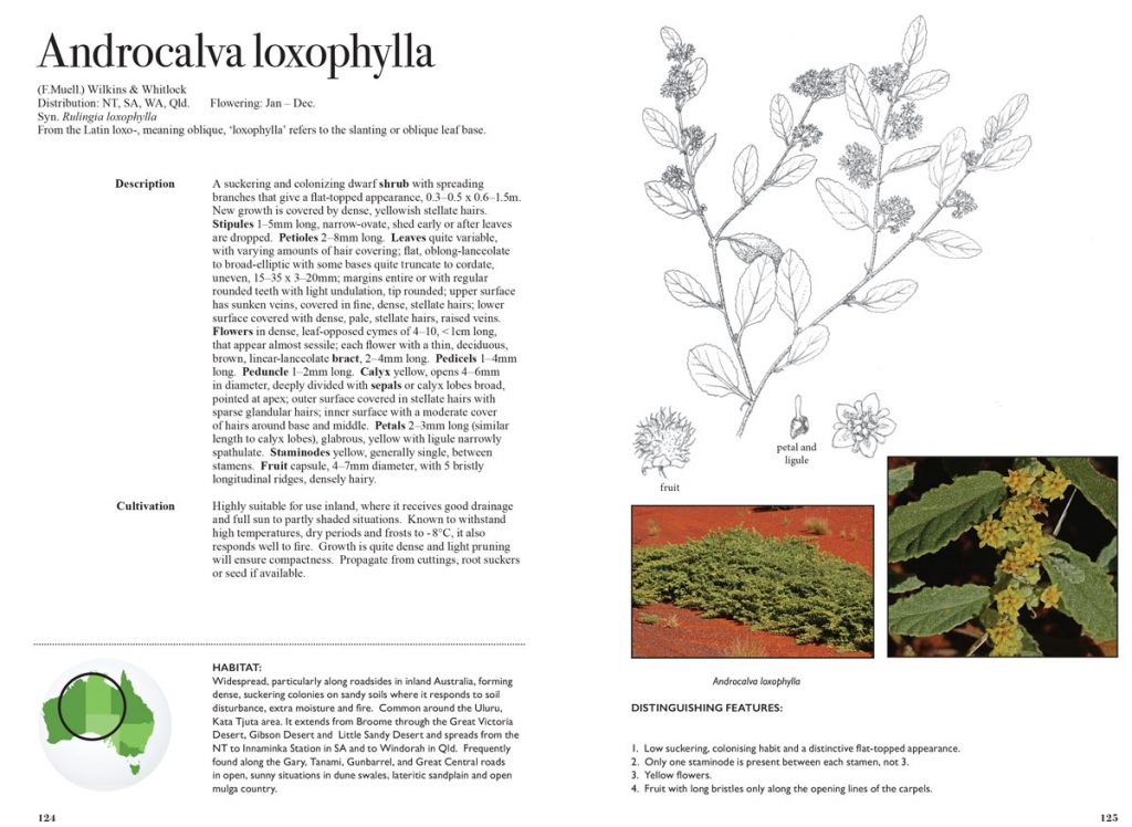 Lantern Bushes of Australia; Thomasias & Allied Genera: A Field and ...