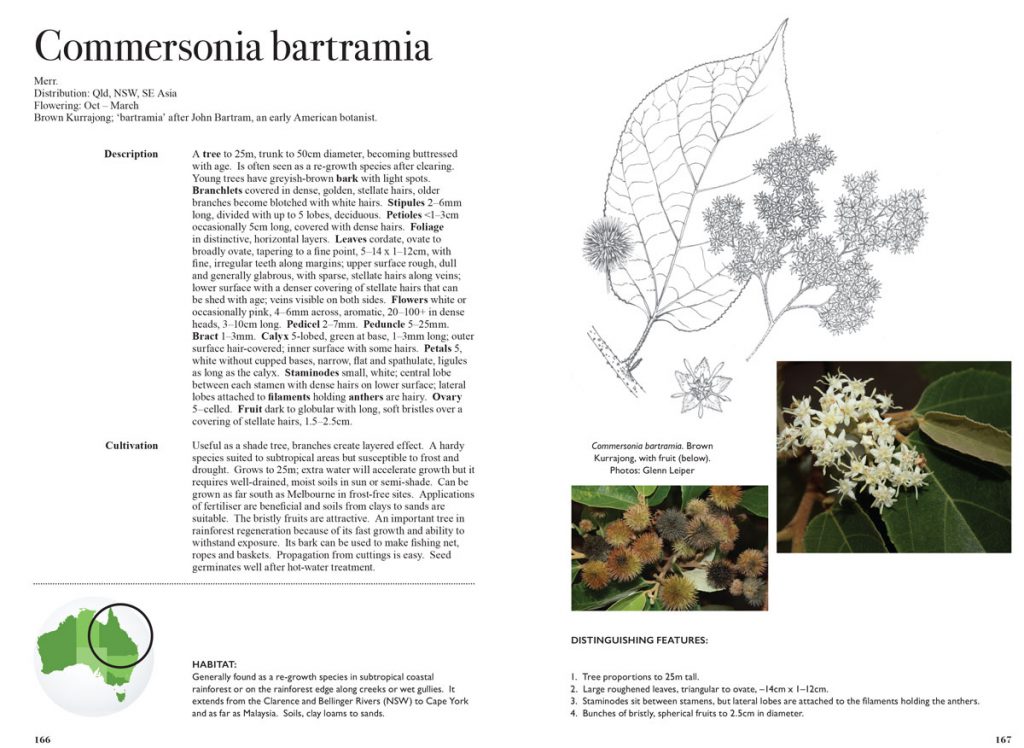 Lantern Bushes of Australia; Thomasias & Allied Genera: A Field and ...