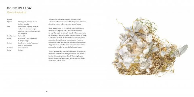 Nests - Nokomis