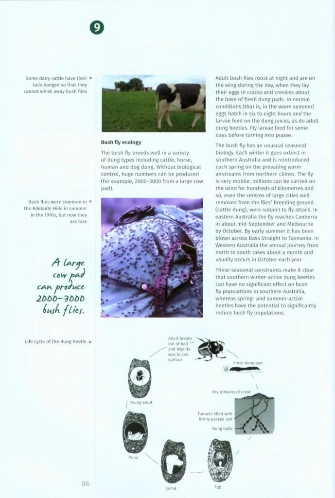 Dung Down Under: Dung Beetles for Australia - Nokomis