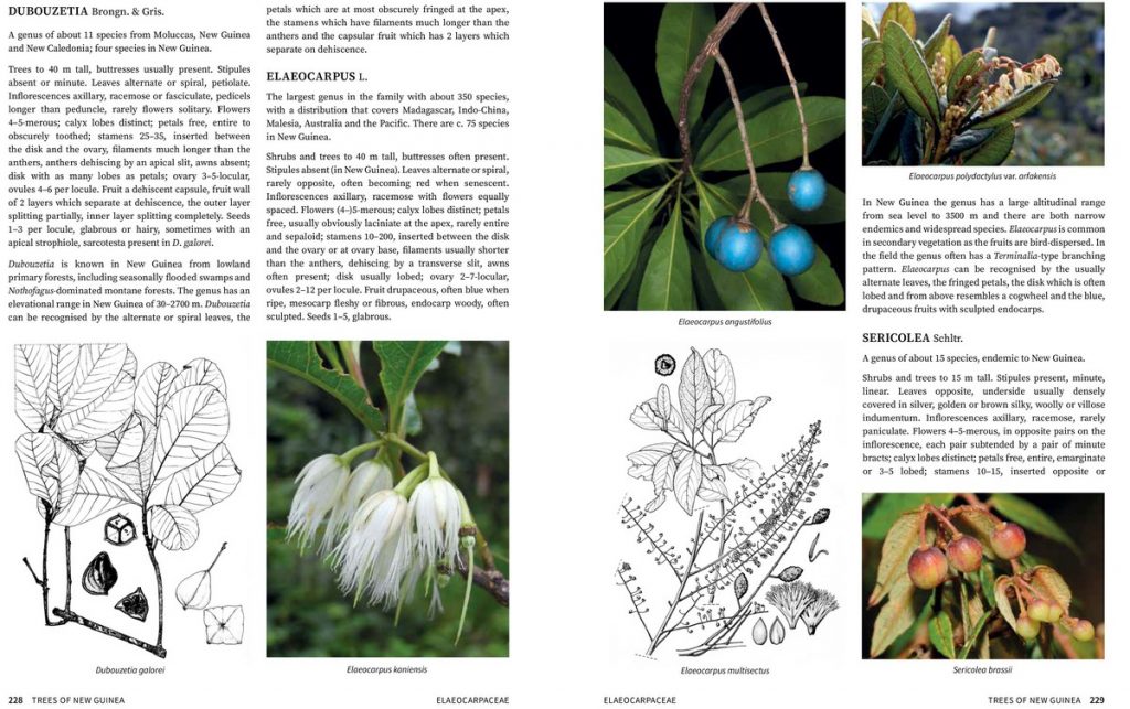 Trees of New Guinea - Nokomis