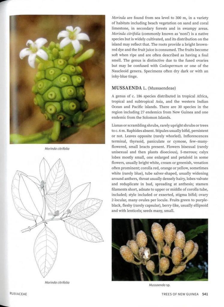 Trees of New Guinea - Nokomis