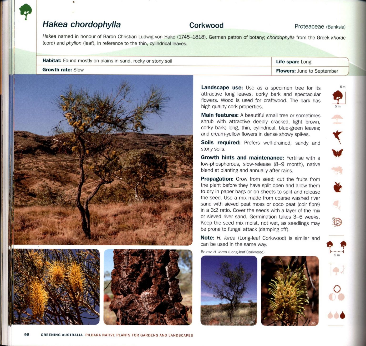 Pilbara Native Plants for Gardens and Landscapes - Nokomis