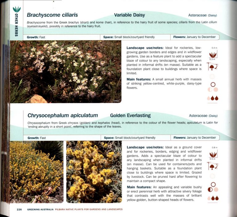 Pilbara Native Plants for Gardens and Landscapes - Nokomis
