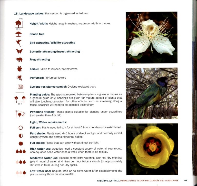 Pilbara Native Plants for Gardens and Landscapes - Nokomis