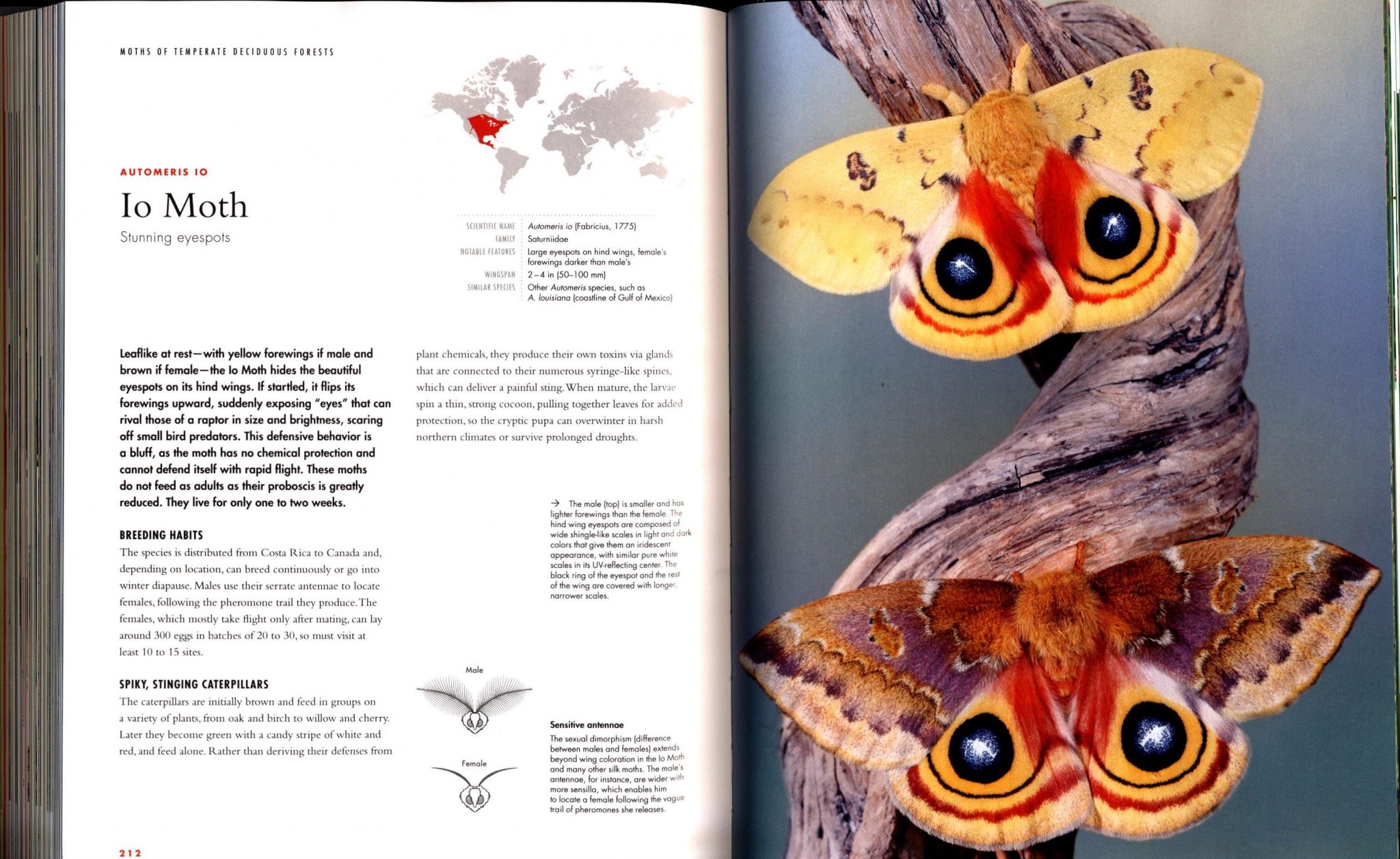 The Lives of Moths: A Natural History of Our Planet's Moth Life - Nokomis