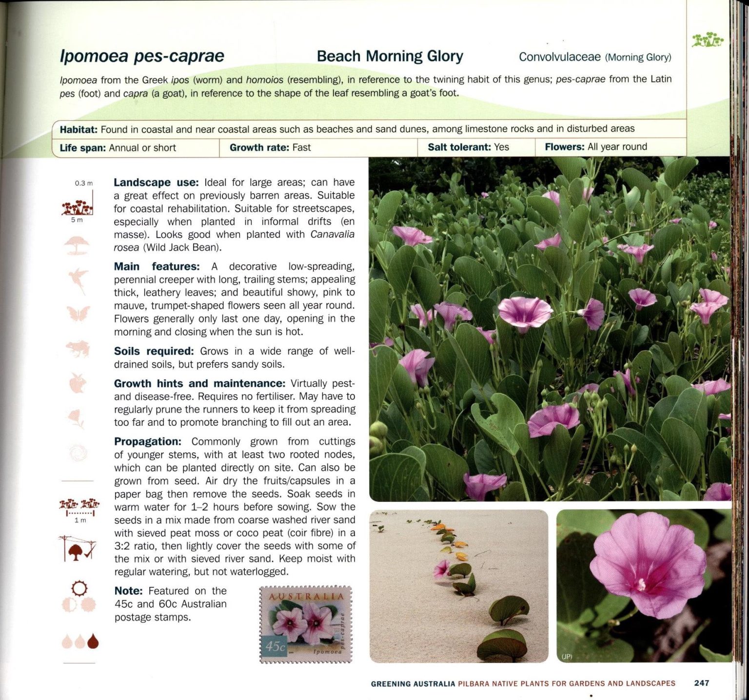 Pilbara Native Plants for Gardens and Landscapes - Nokomis