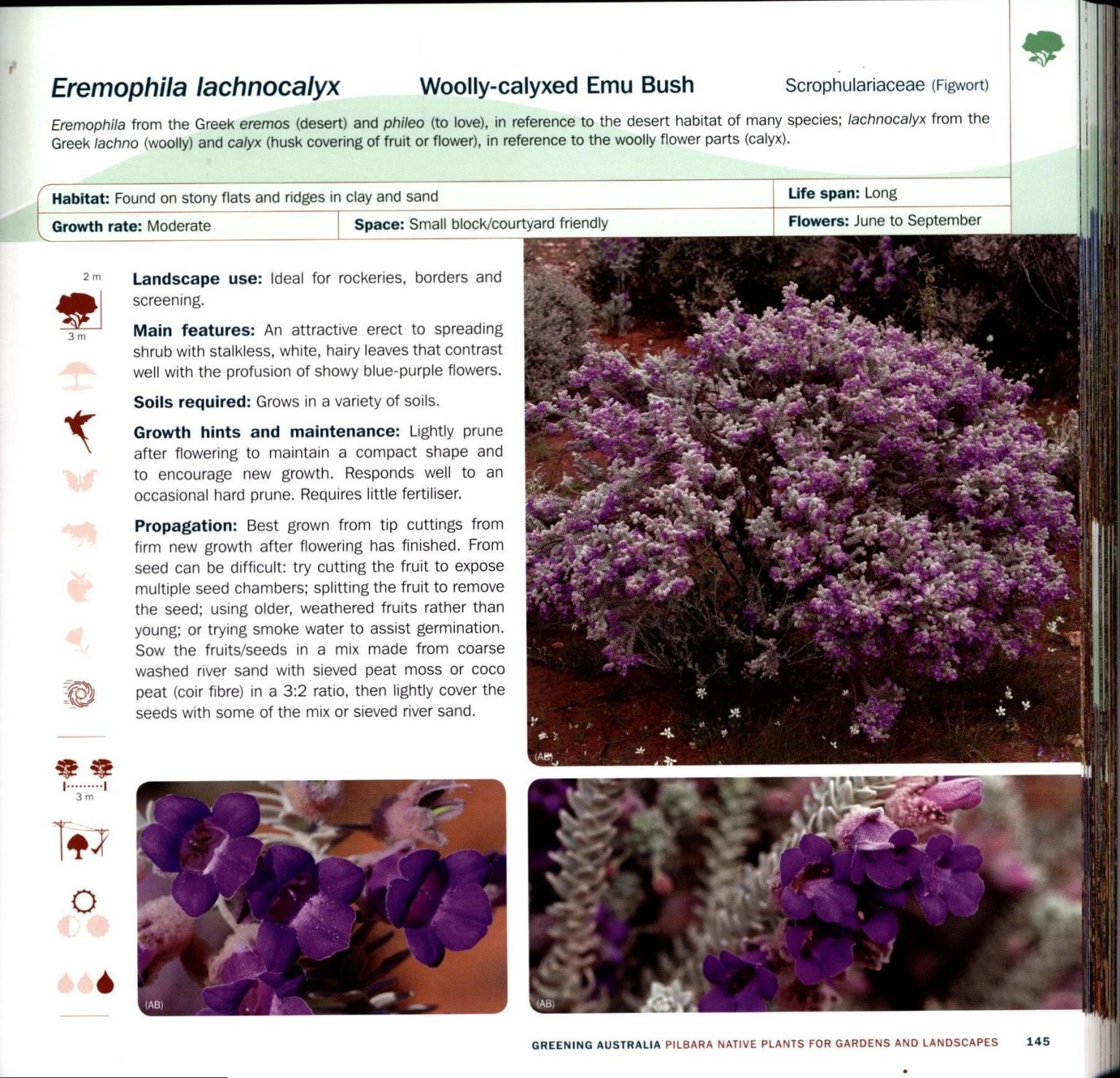 Pilbara Native Plants for Gardens and Landscapes - Nokomis