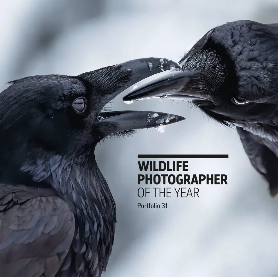 Wildlife Photographer of the Year, Portfolio 31 - Nokomis