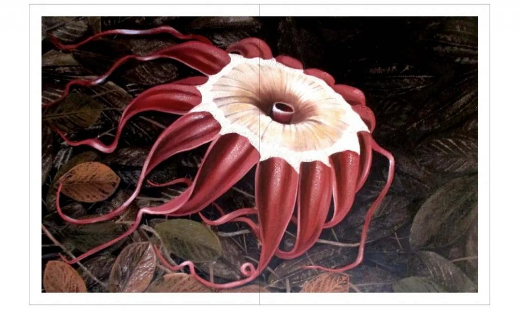 Weird Plants - Nokomis