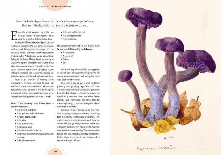 The Magic of Mushrooms: Fungi in Folklore, Superstition and Traditional ...