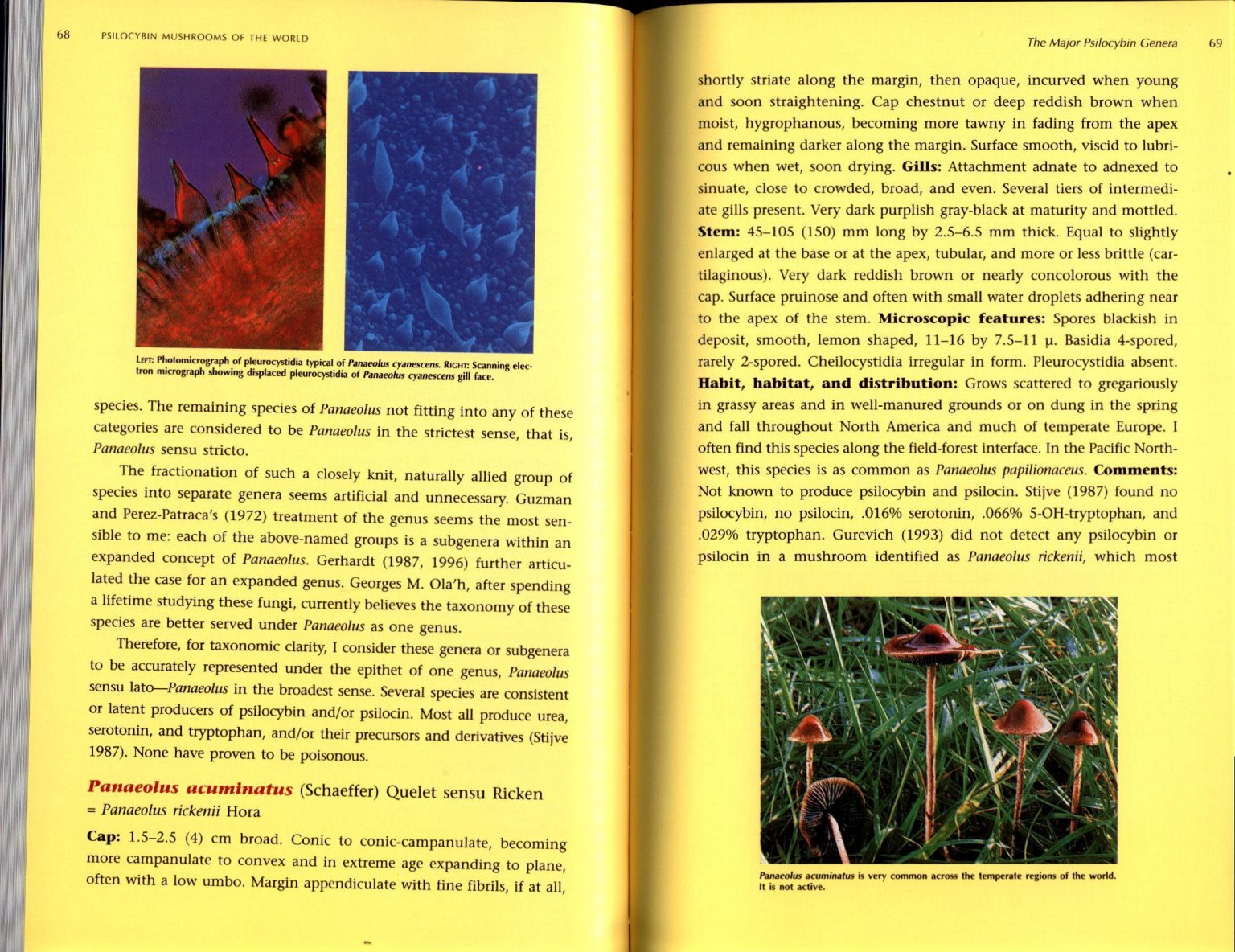 Psilocybin Mushrooms of the World: An Identification Guide - Nokomis