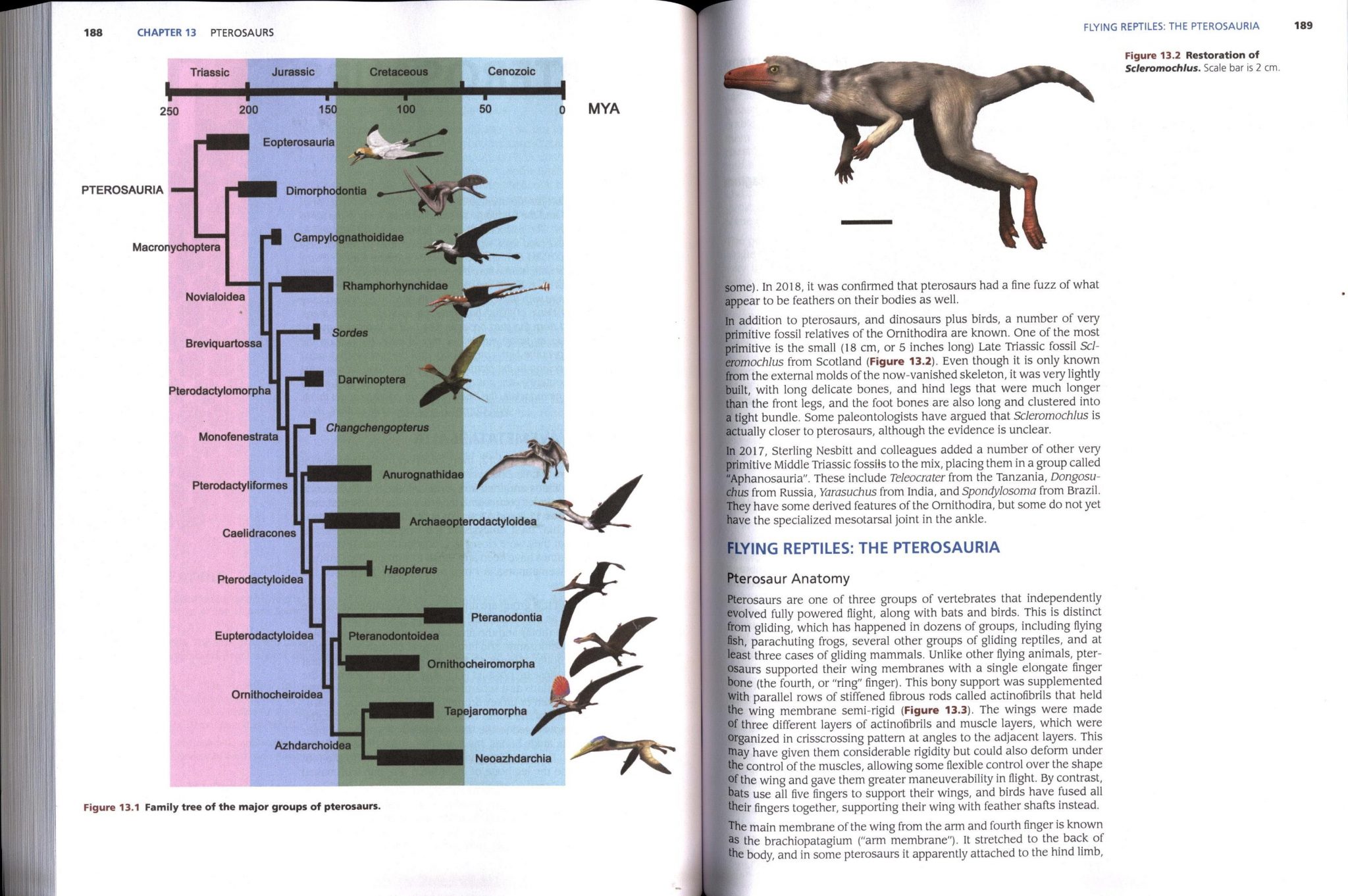Vertebrate Evolution: From Origins to Dinosaurs and Beyond - Nokomis