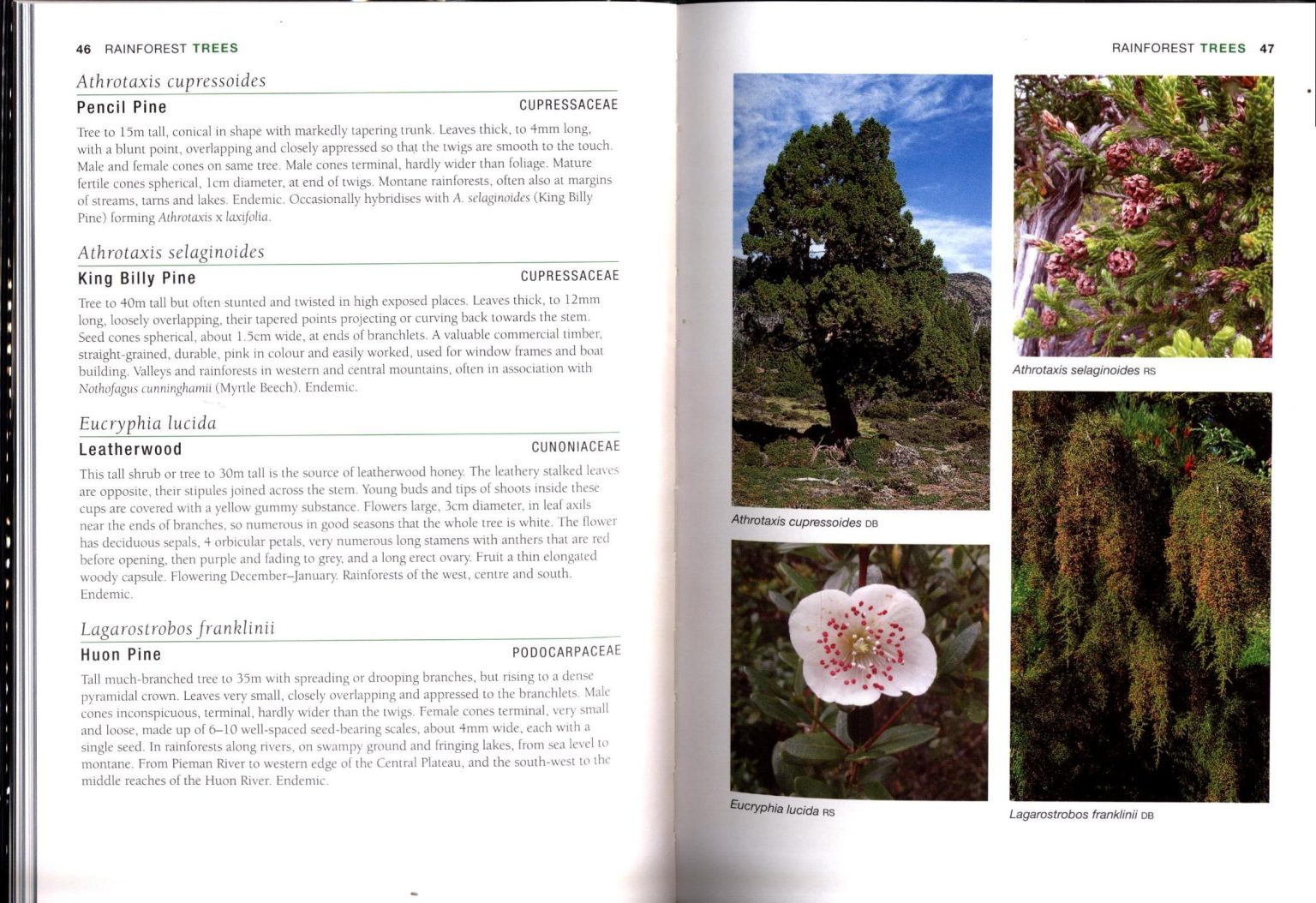 A Guide to Flowers & Plants of Tasmania (Sixth edition) - Nokomis
