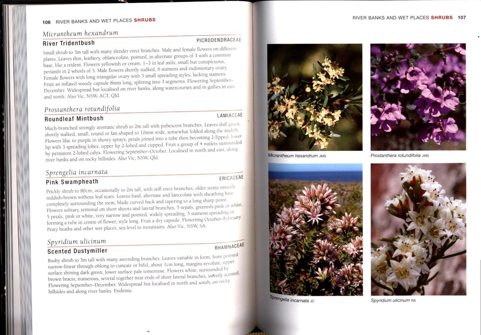 A Guide to Flowers & Plants of Tasmania (Sixth edition) - Nokomis