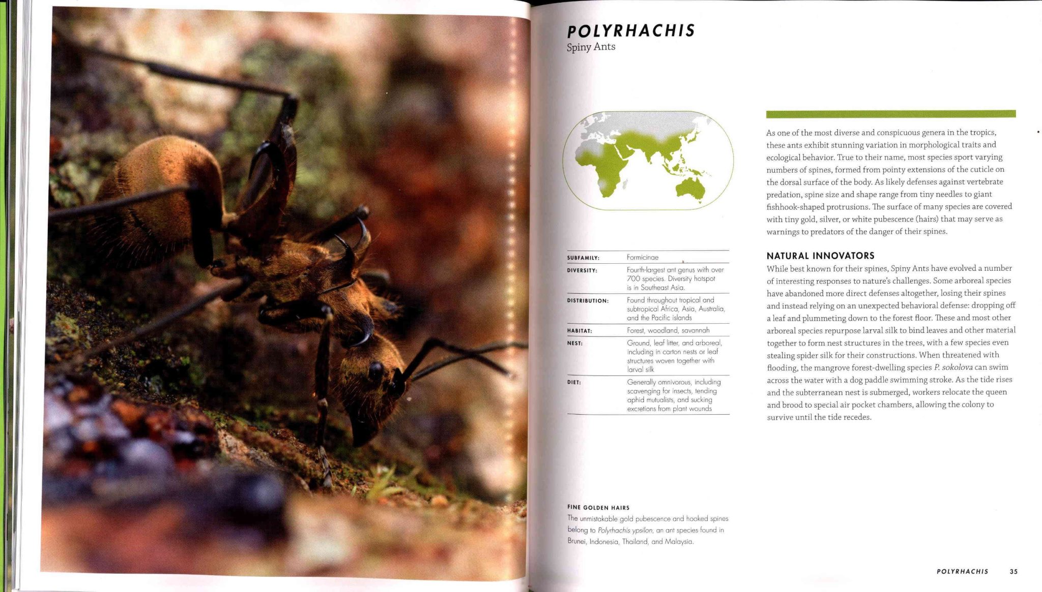 Ants: A Visual Guide - Nokomis