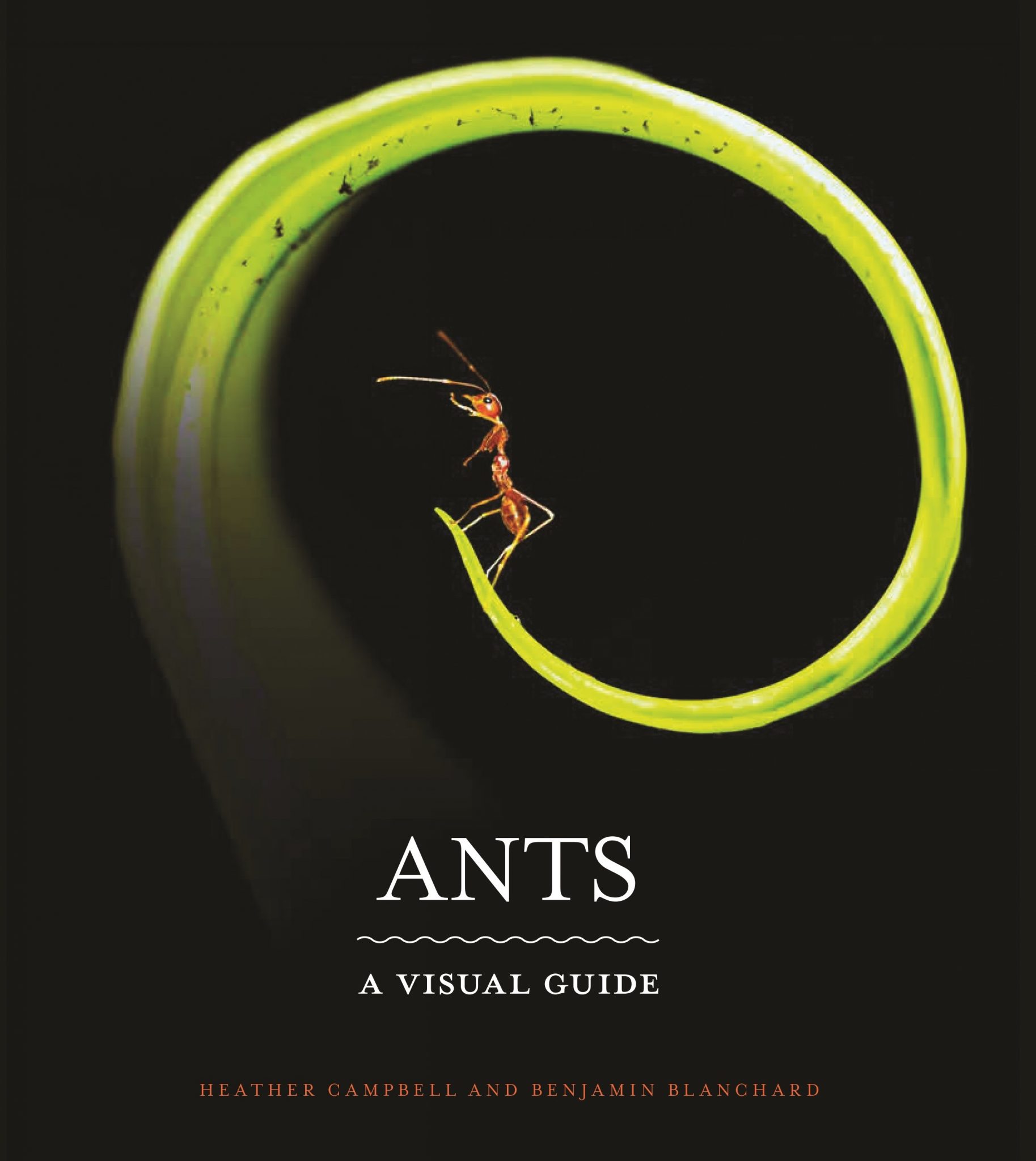 Ants: A Visual Guide - Nokomis