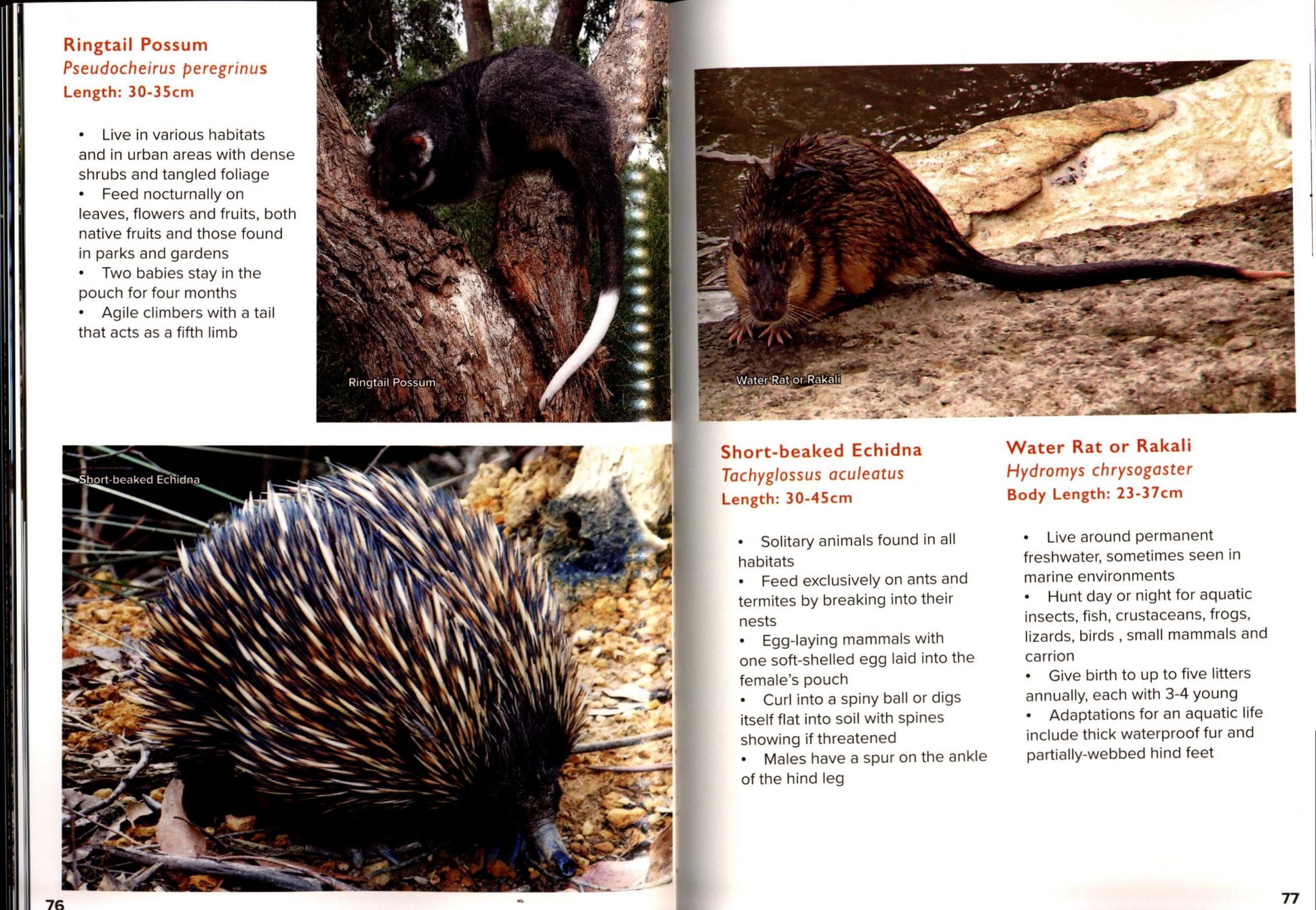 Fleurieu Peninsula: Animals of Land, Sea and Sky - Nokomis