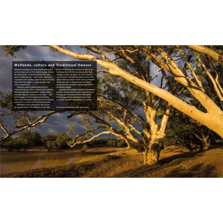 Wetlands of Queensland - Nokomis