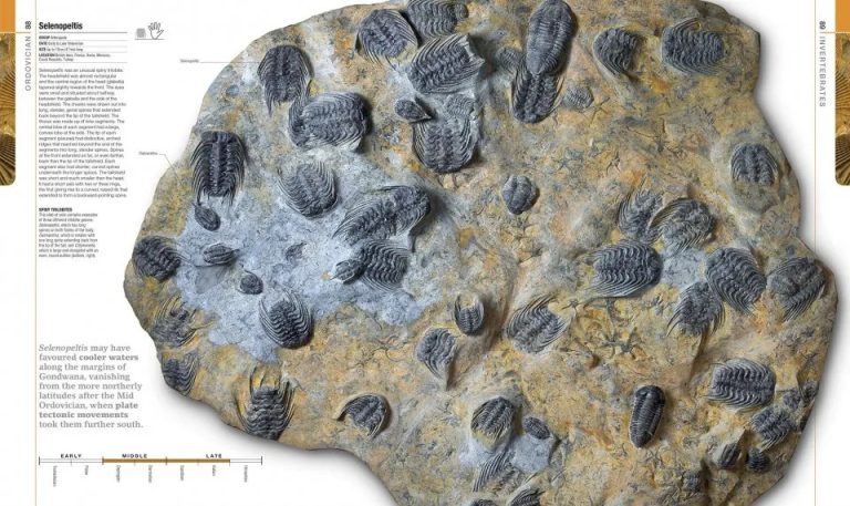 Dinosaurs & Prehistoric Life: The Definitive Visual Guide to ...