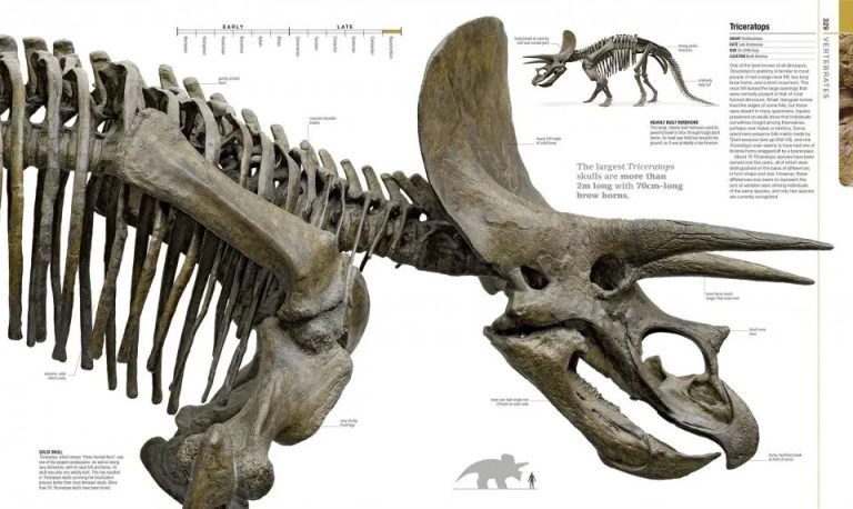 Dinosaurs & Prehistoric Life: The Definitive Visual Guide to ...